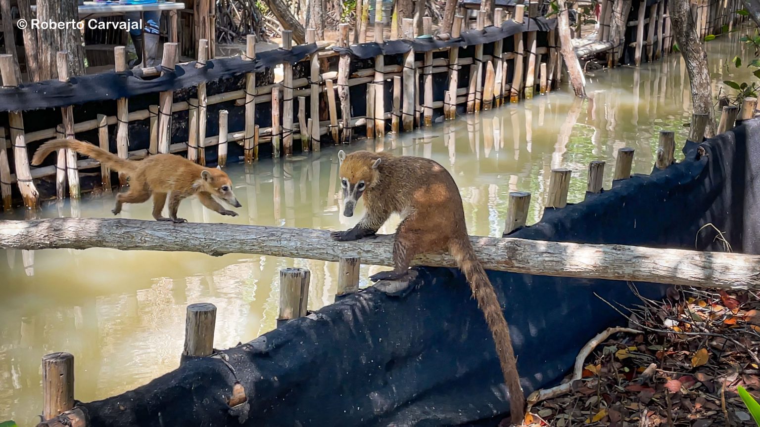 Coatí Mexicano | Curiosidades y Datos - Reflejo Público