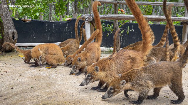 Coatí Mexicano | Curiosidades y Datos - Reflejo Público