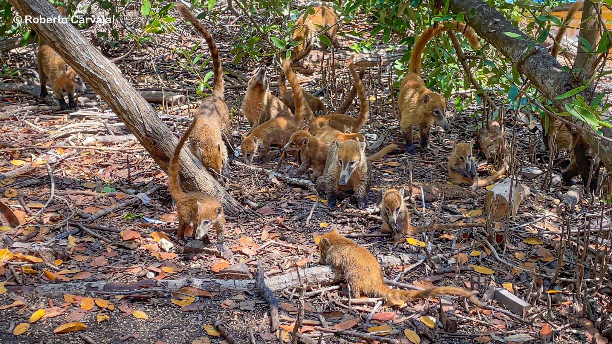 Coatí Mexicano | Curiosidades y Datos - Reflejo Público