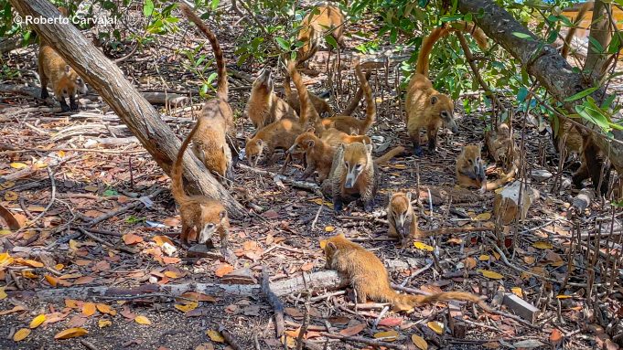 Coatí Mexicano | Curiosidades y Datos - Reflejo Público