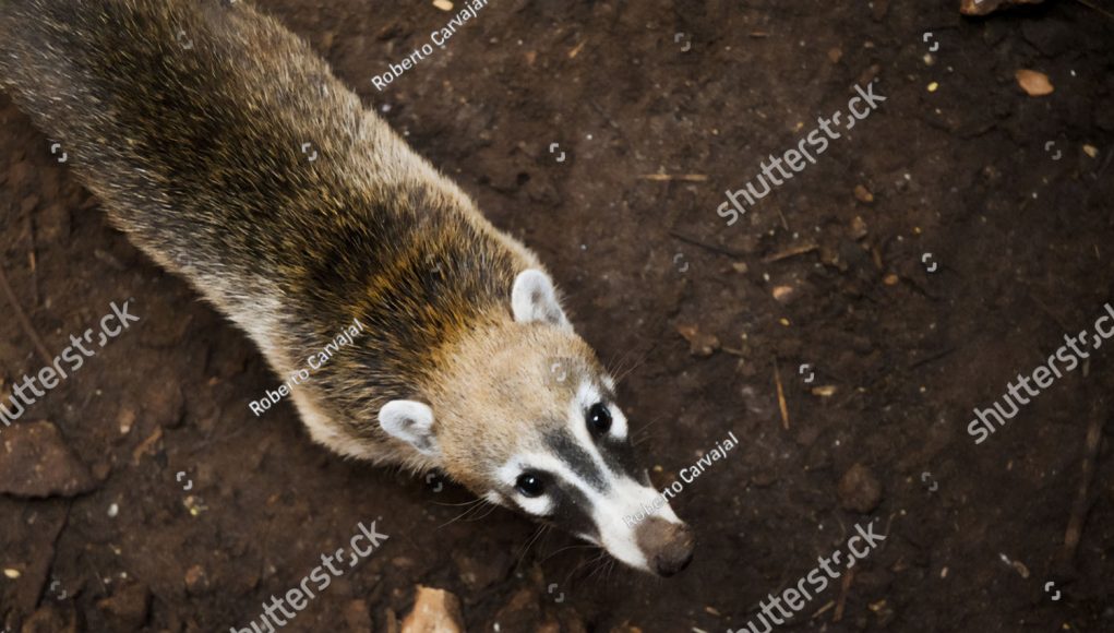 Coatí Mexicano | Curiosidades y Datos - Reflejo Público